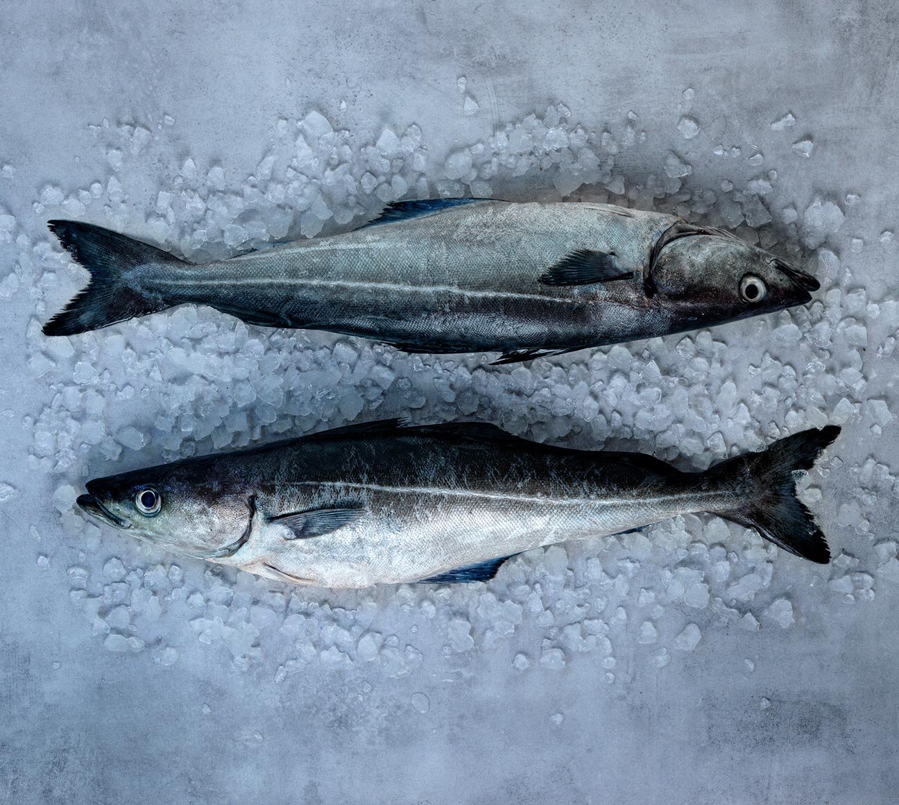 Saithe: Fast, strong and delicious | Norwegian Seafood | Seafood from ...